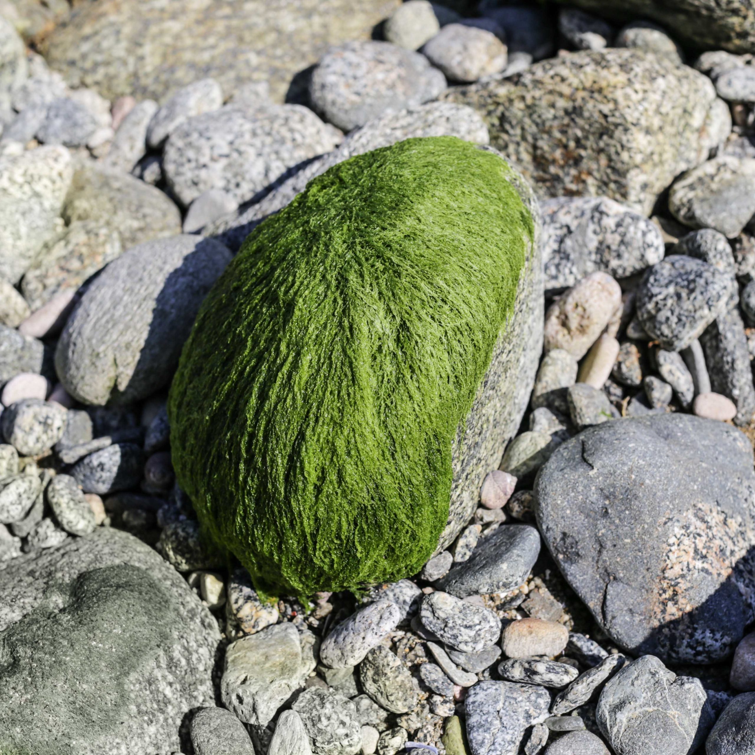 Postiches. - DENIS AUTON