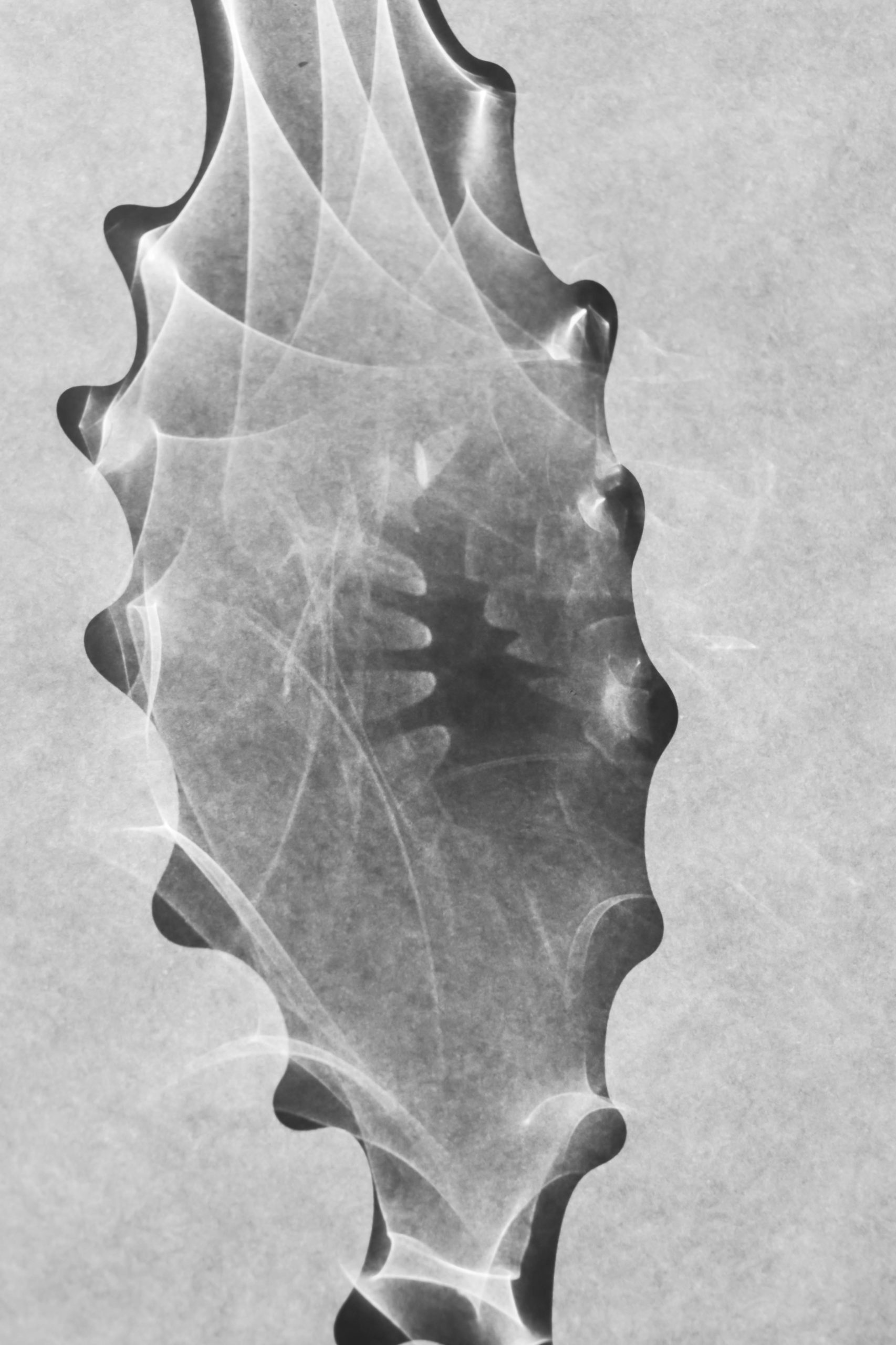 Reflets. - DENIS AUTON